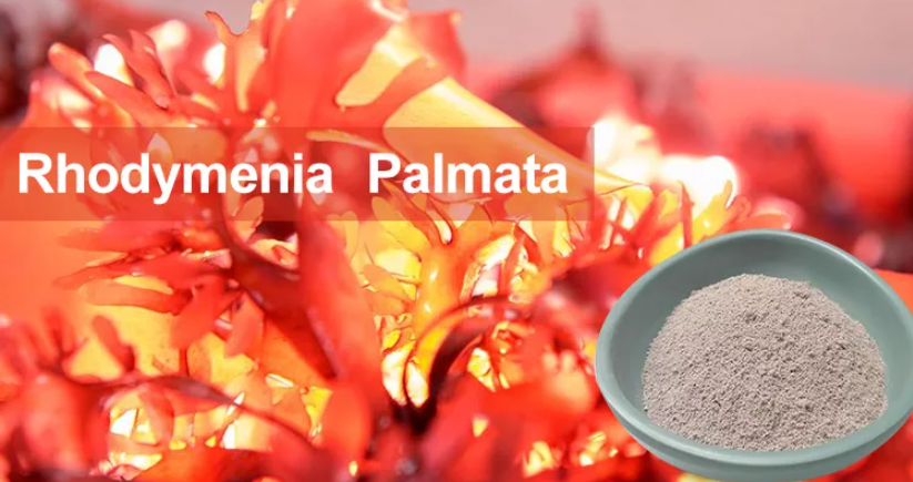 Red Algae Powder Bulk - YanggeBiotech