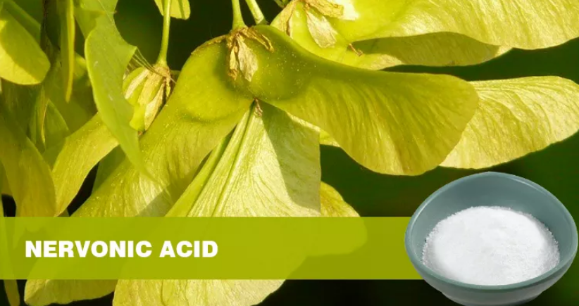 Nervonic Acid Extract - YanggeBiotech